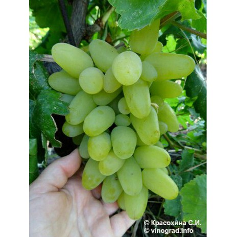 Jual BIBIT ANGGUR IMPORT HAROLD,,GIO,LANDYS,EVEREST,VIGOROUS,DUBOVSKY ...