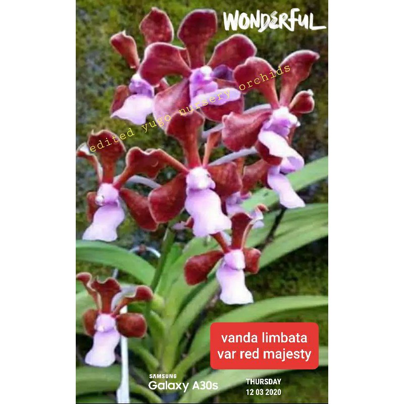 Jual vanda limbata 5 varian warna mix vanda spesies jawa | Shopee Indonesia