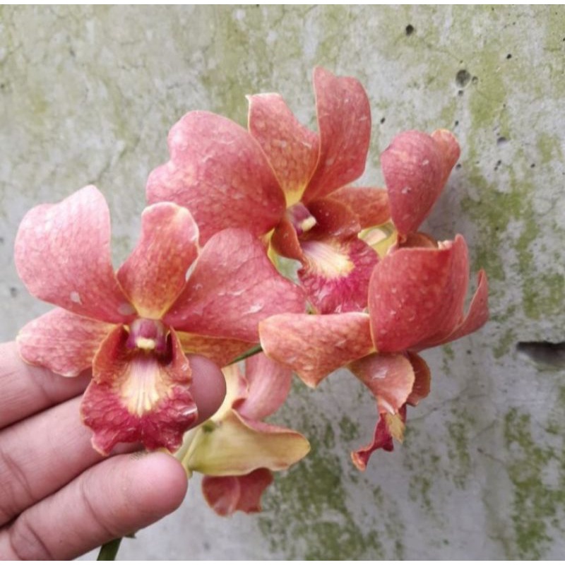 Jual Pohon Bunga Anggrek Dendrobium Tongcai X Sampran Brown Dewasa Siap ...