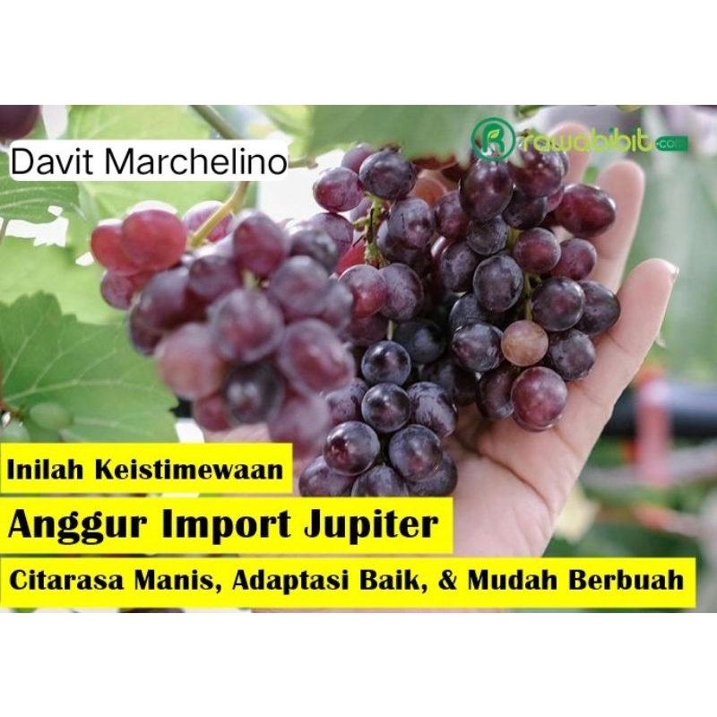 Jual Bibit anggur import merah super terlaris | Shopee Indonesia