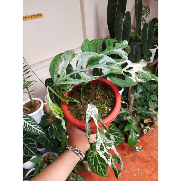 Jual Monstera Adansonii Varigata Lokal Original | Janda Bolong Varigata ...
