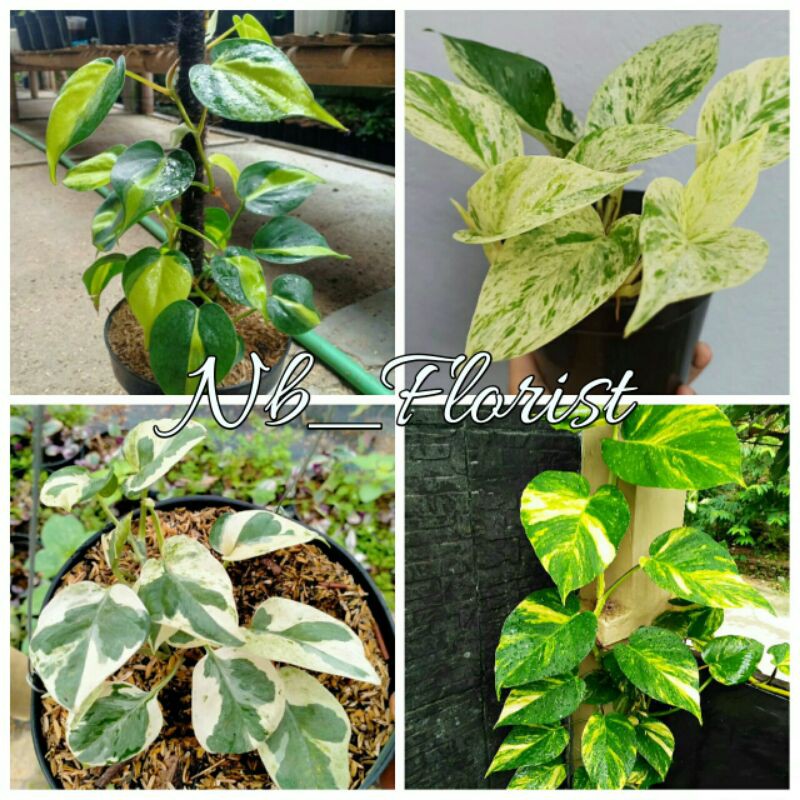 Jual paket 4 jenis tanaman sirih ( sirih brazil, sirih marble, sirih ...