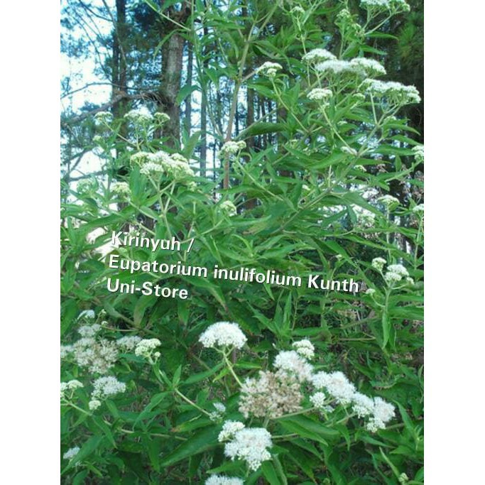 Jual ready Kirinyuh / Eupatorium inulifolium Kunth | Shopee Indonesia