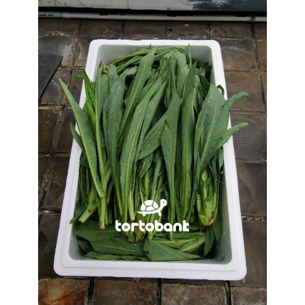 Jual FUMAK LOKAL SEGAR SAYUR FUMAK FRESH BUKAN SIOMAK - MAKANAN KURA ...