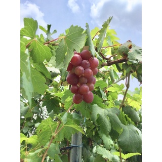 Jual Entres anggur import Trans,Jupir,Nn06,Reco Pentung,Aka,Souvenir ...