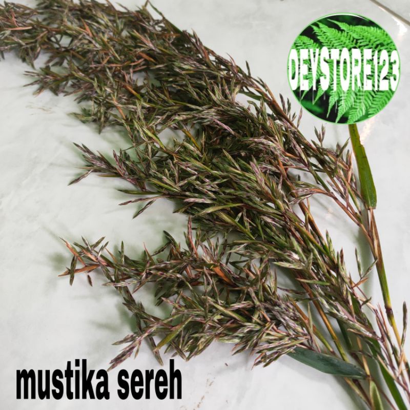 Jual Bunga Sereh merah asli 1 ikat isi 5 tangkay | Shopee Indonesia