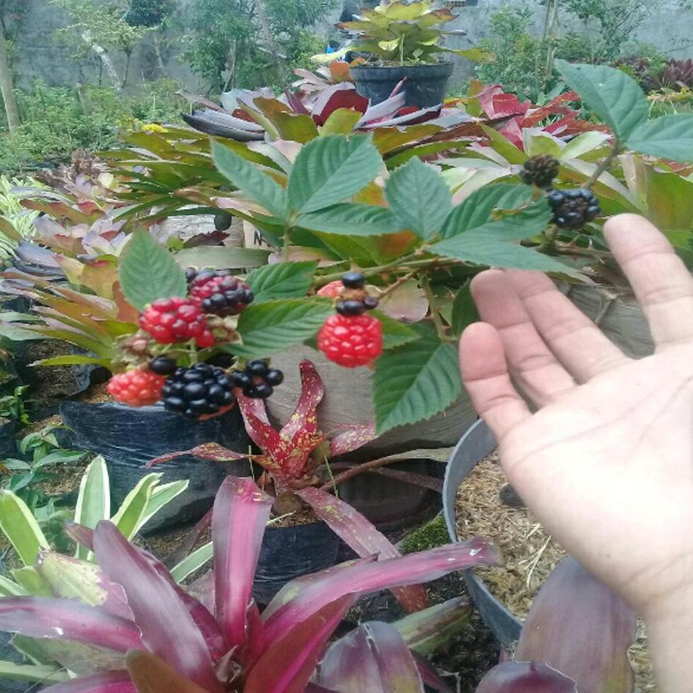 Jual Unggulan! Bibit Pohon Buah Blackberry I32 | Shopee Indonesia