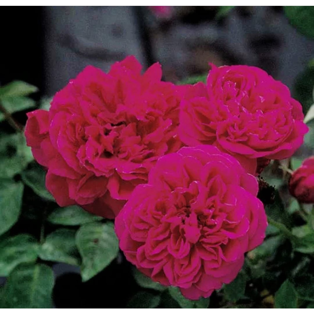 Jual tanaman hias bunga mawar import magie rose wangi | Shopee Indonesia