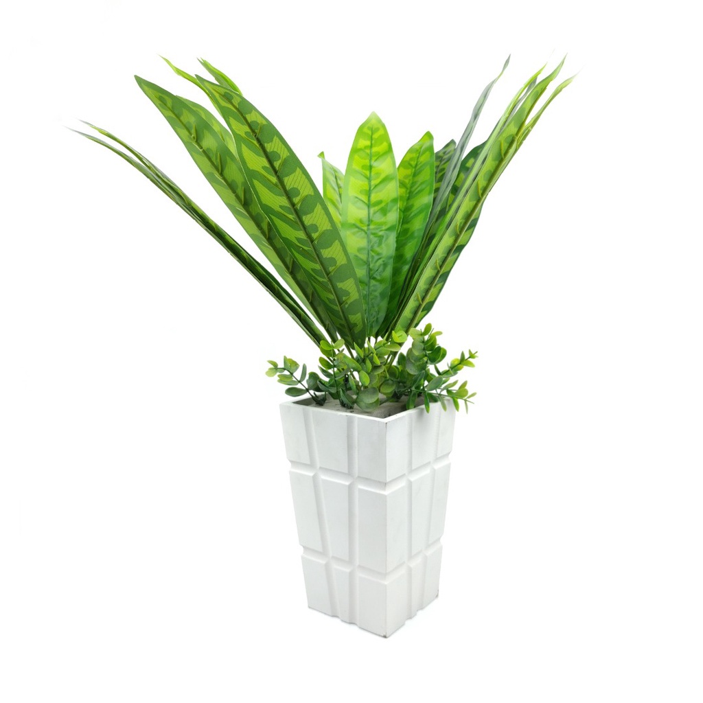 Jual BMW Kitchen Ware - Tanaman Hias Daun Panjang Tangkai Batang ...