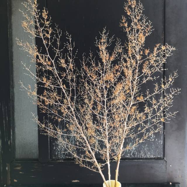 Jual Ranting kering Dried Stem Bunga Kering Dried Flower Hiasan Rustic ...