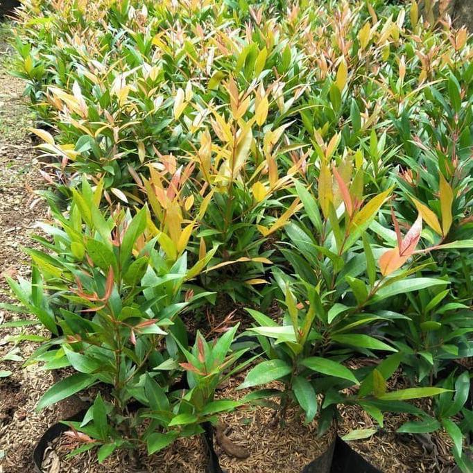 Jual Tanaman Pucuk merah Rimbun | Shopee Indonesia