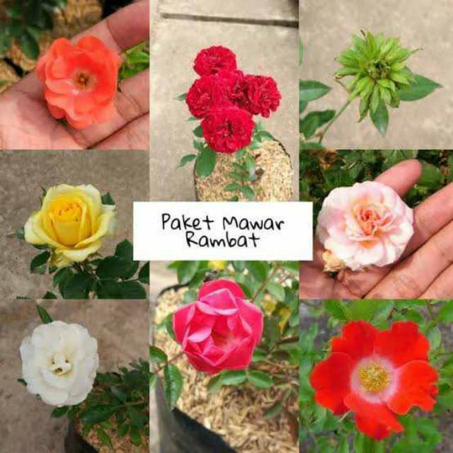 Jual Paket 10 tanaman mawar rambat / mawar climbing rose | Shopee Indonesia