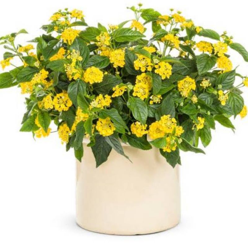 Jual Tanaman bunga lantana kuning stok super rimbun | Shopee Indonesia