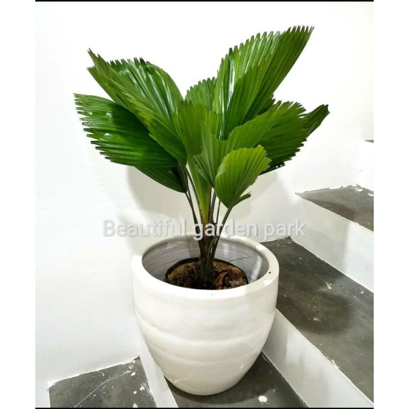 Jual Tanaman hias palem kol - palem kipas - licuala grandis | Shopee ...