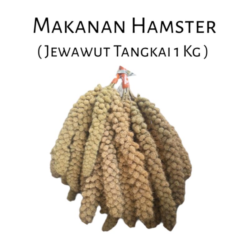 Jual Milet Foxtail | Jewawut Tangkai | 1 KG | Shopee Indonesia