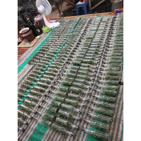 Jual partai botolan anggrek bulan saos 50 botol siap aklim | Shopee ...