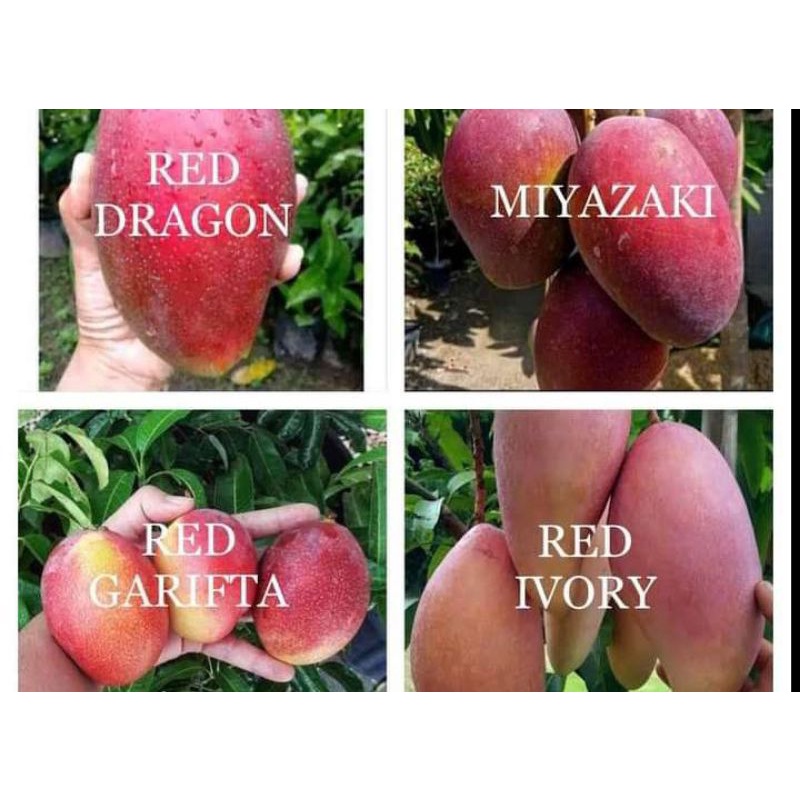 Jual satu paket 4 bibit mangga red ivory, red dragon, miyazaki, garifta ...