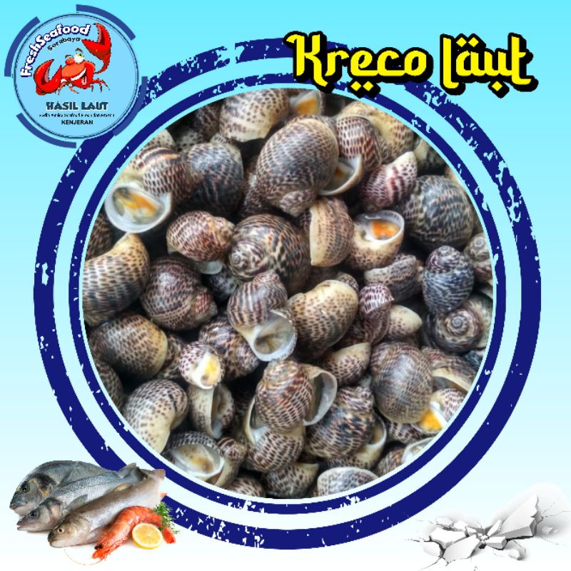 Jual KRECO LAUT 1kg | Shopee Indonesia