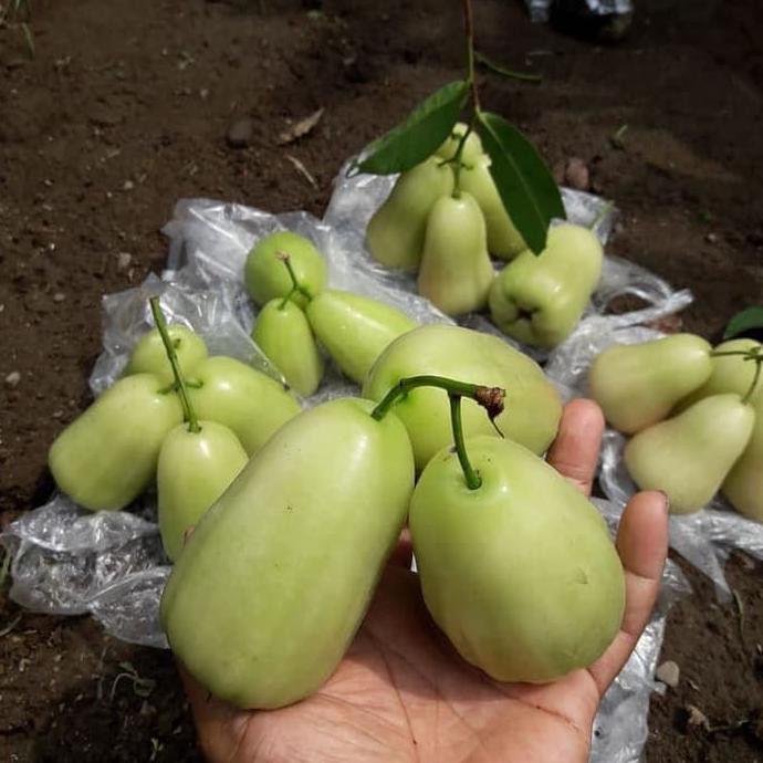 Jual Paket 5 Bibit Tanaman Stevia,Daun Manis/Tanpa Kalori l0n | Shopee ...