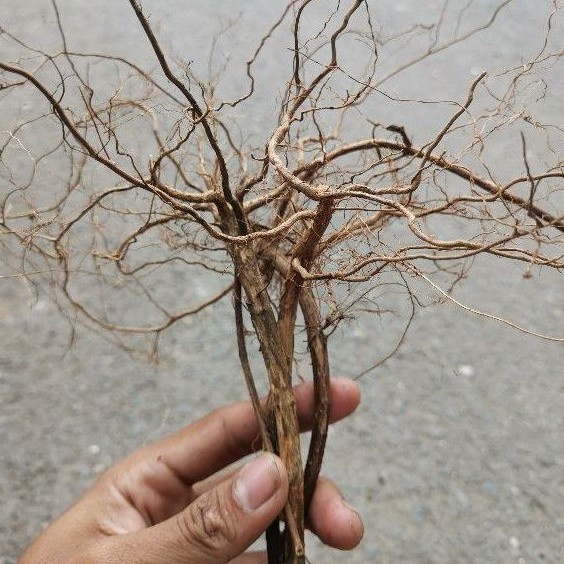 Jual Akar ranting kayu senggani aquascape | Shopee Indonesia