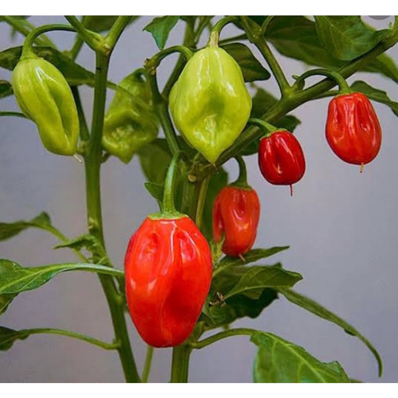 Jual 30 biji benih cabe unik cabe hias super pedas cabai red habanero ...