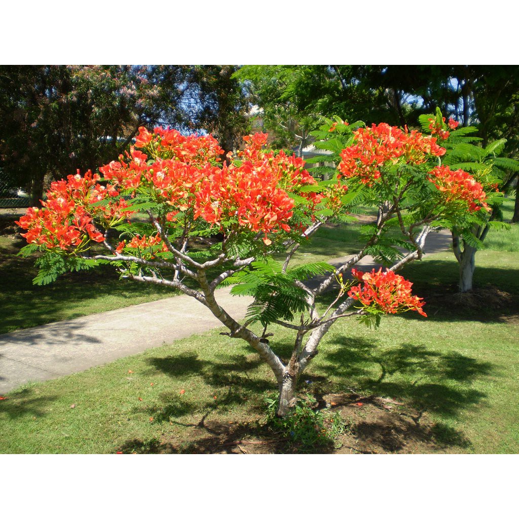 Jual Bibit Benih Biji Pohon Flamboyan Orange Very Beautiful - Biji ...