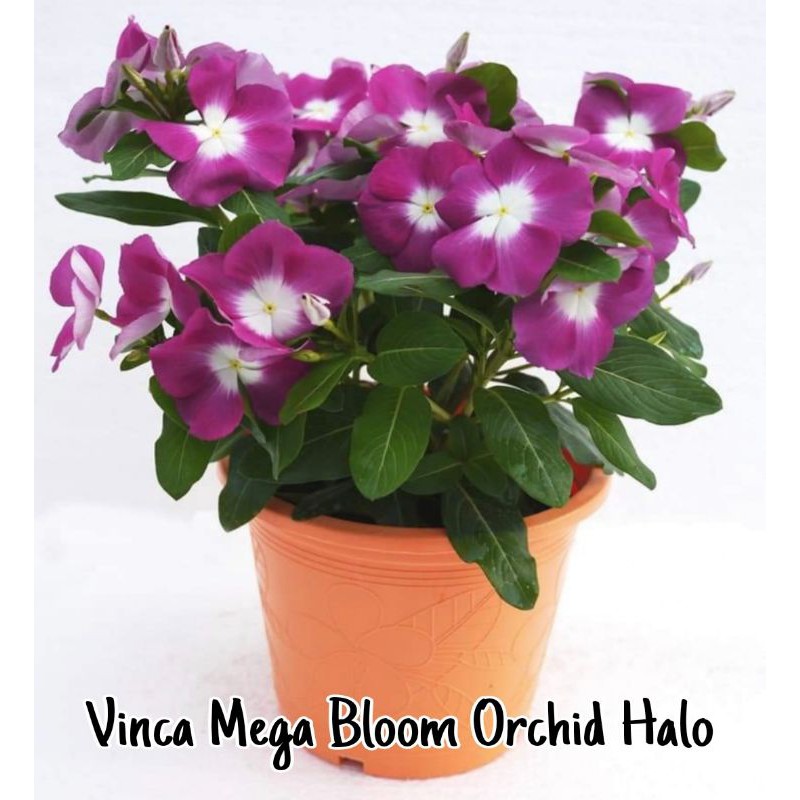 Jual Vinca Mega Bloom Orchid Halo | Shopee Indonesia
