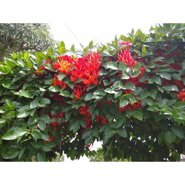 Jual Tanaman Pagar Bunga Kuku Macan~Red jade vine~Mucuna novoguineensis ...