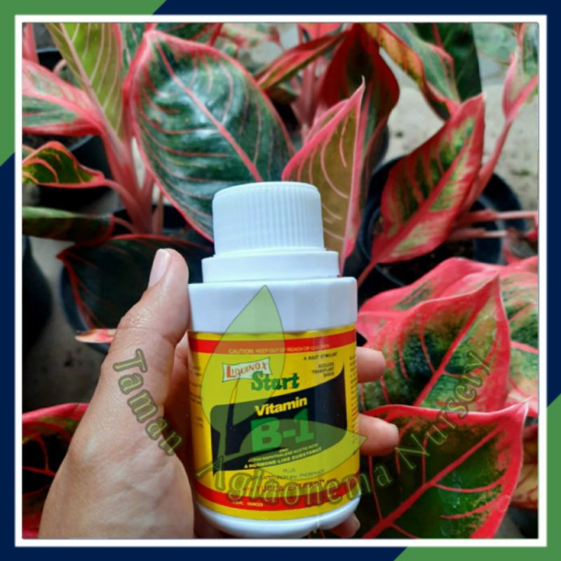 Jual [BISA COD] VITAMIN/OBAT B1/PERTUMBUHAN/PERANGSANG AKAR/AGLONEMA ...