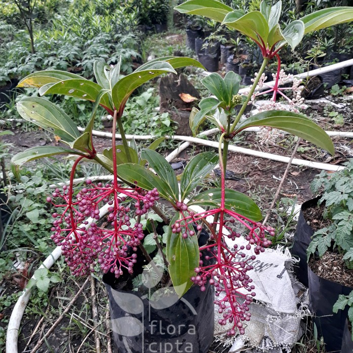 Jual Pohon Buah Parijoto Bibit Pohon Parijoto Bibit Buah Parijoto ... Jual Pohon Buah Parijoto Bibit Pohon Parijoto Bibit Buah Parijoto ...