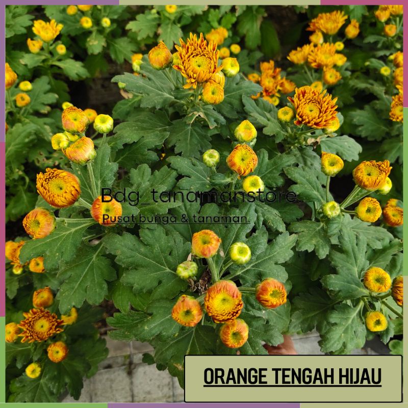 Jual TANAMAN BUNGA KRISAN SERUNI ASTER BERBUNGA CANTIK | Shopee Indonesia