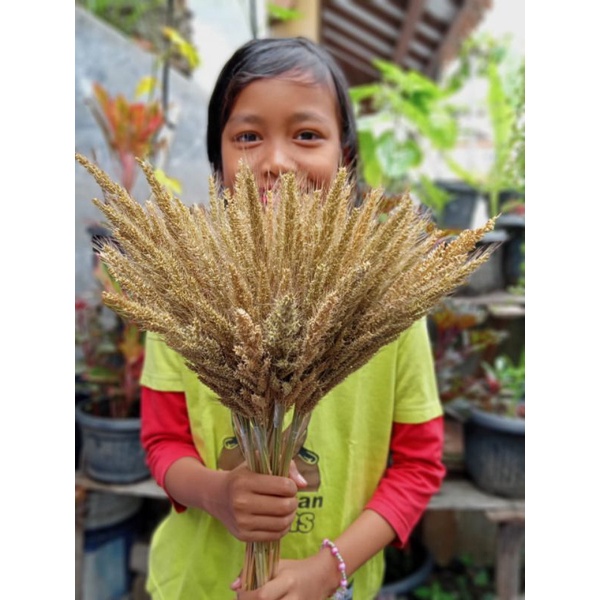 Jual Bunga jawan lokal harga perikat (isi 20 batang) | Shopee Indonesia