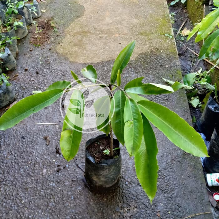 Jual Bibit Pohon Buah Bisbull Bisbul Langka Unik Pohon Bisbull Bibit ... Jual Bibit Pohon Buah Bisbull Bisbul Langka Unik Pohon Bisbull Bibit ...