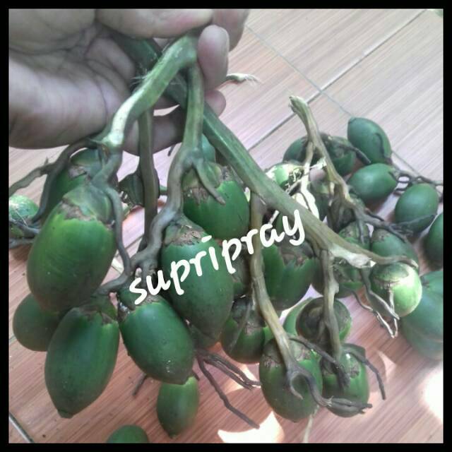 Jual pinang muda segar atau jambe | Shopee Indonesia