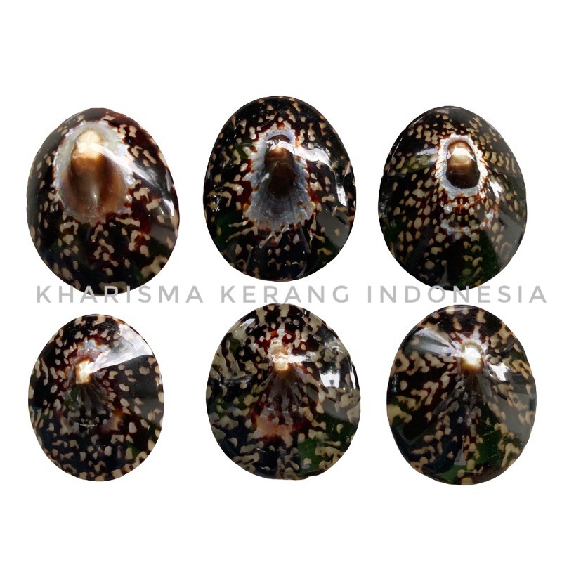 Jual DARK SOUTHERN LIMPET SHELL KERANG LIMPET SOUTHERN LIMPET SHELL ...