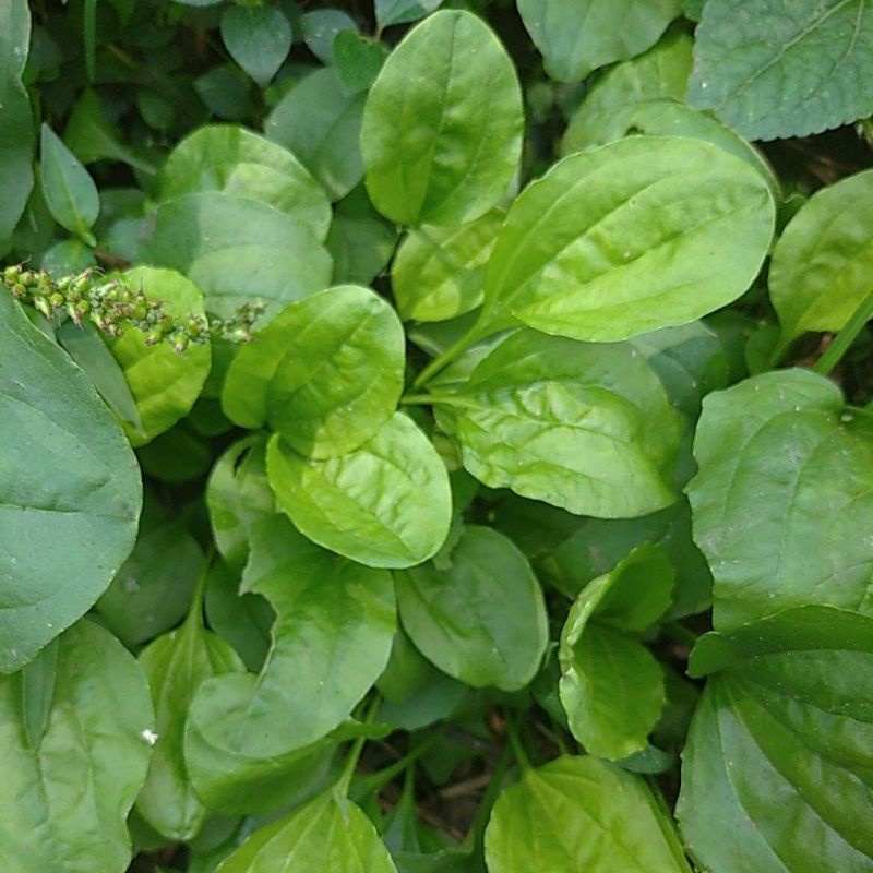 Jual Tanaman Daun Sendok Herbal Segar minim order 10 pohon | Shopee ...