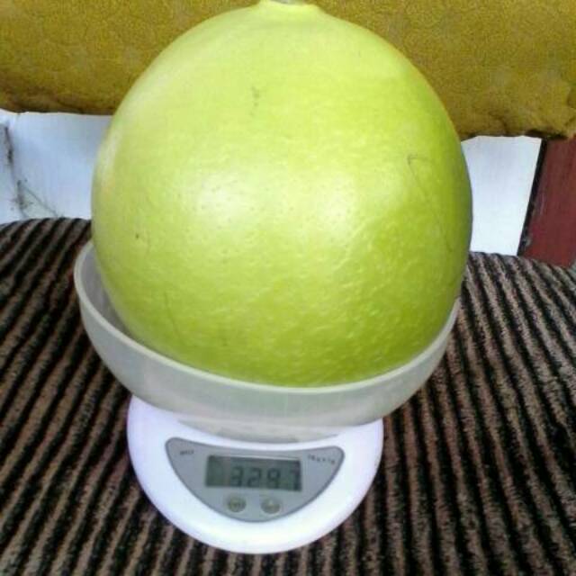 Jual BUAH MAJA atau BUAH MOJO | Shopee Indonesia