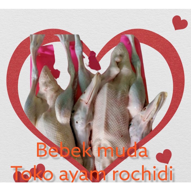 Jual bebek muda daging lunak1.4-1.5 kg hidup | Shopee Indonesia