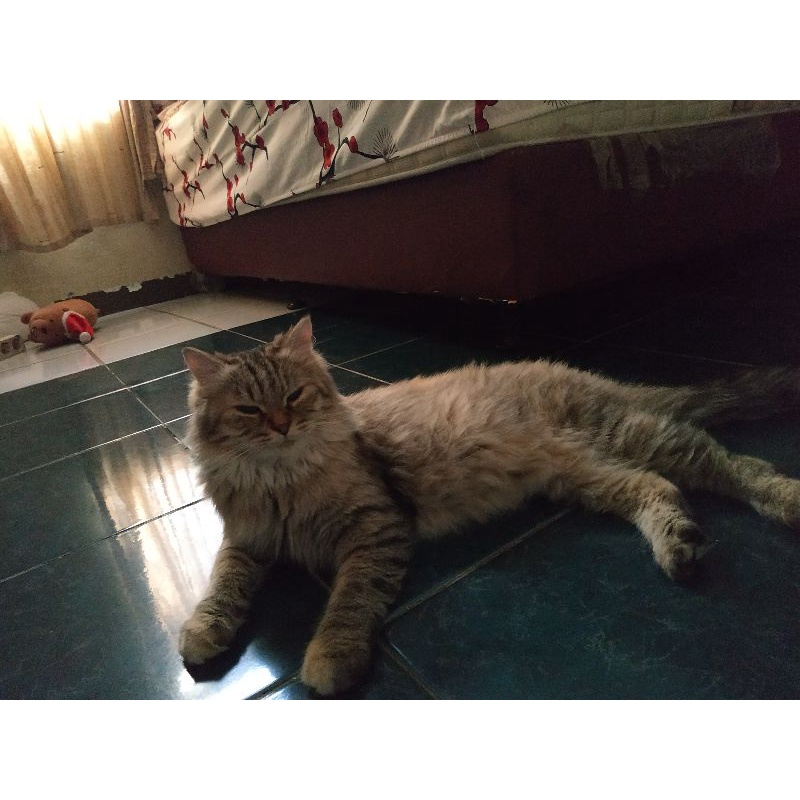 Jual Vitamin Indukan Betina Kucing Persia Mix MAINECOON | Shopee Indonesia