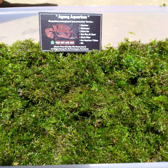 Jual Moss ricardia aquascape per cup seperti difoto | Shopee Indonesia