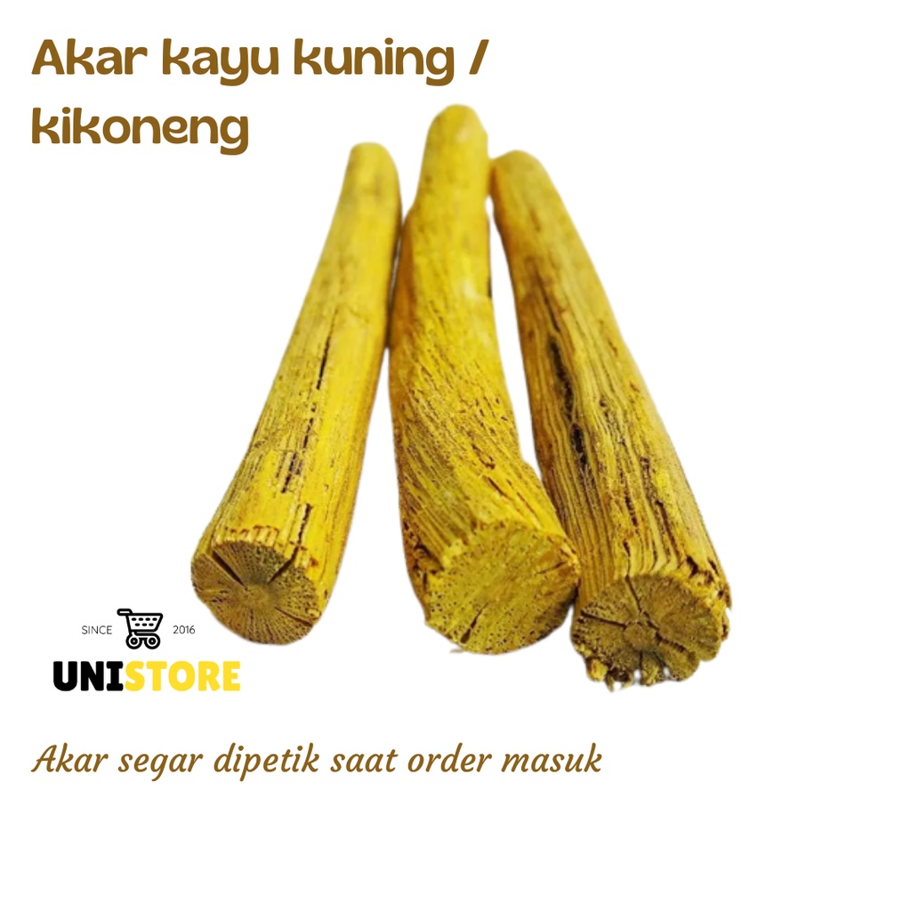 Jual Herbal akar kayu kuning atau kikoneng segar 500 gram | Shopee ...