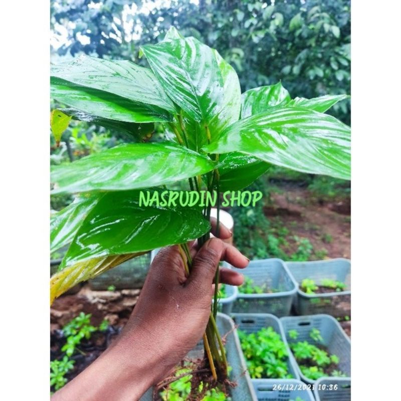 Jual BIBIT DAUN LEREK (POHON) DAUN IREK / NYIRIK CABUTAN BISA UNTUK ...