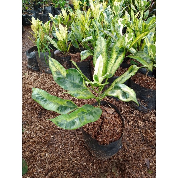 Jual Pohon Puring Susu Corak Cantik/ Tanaman His Puring Silver Susu ...