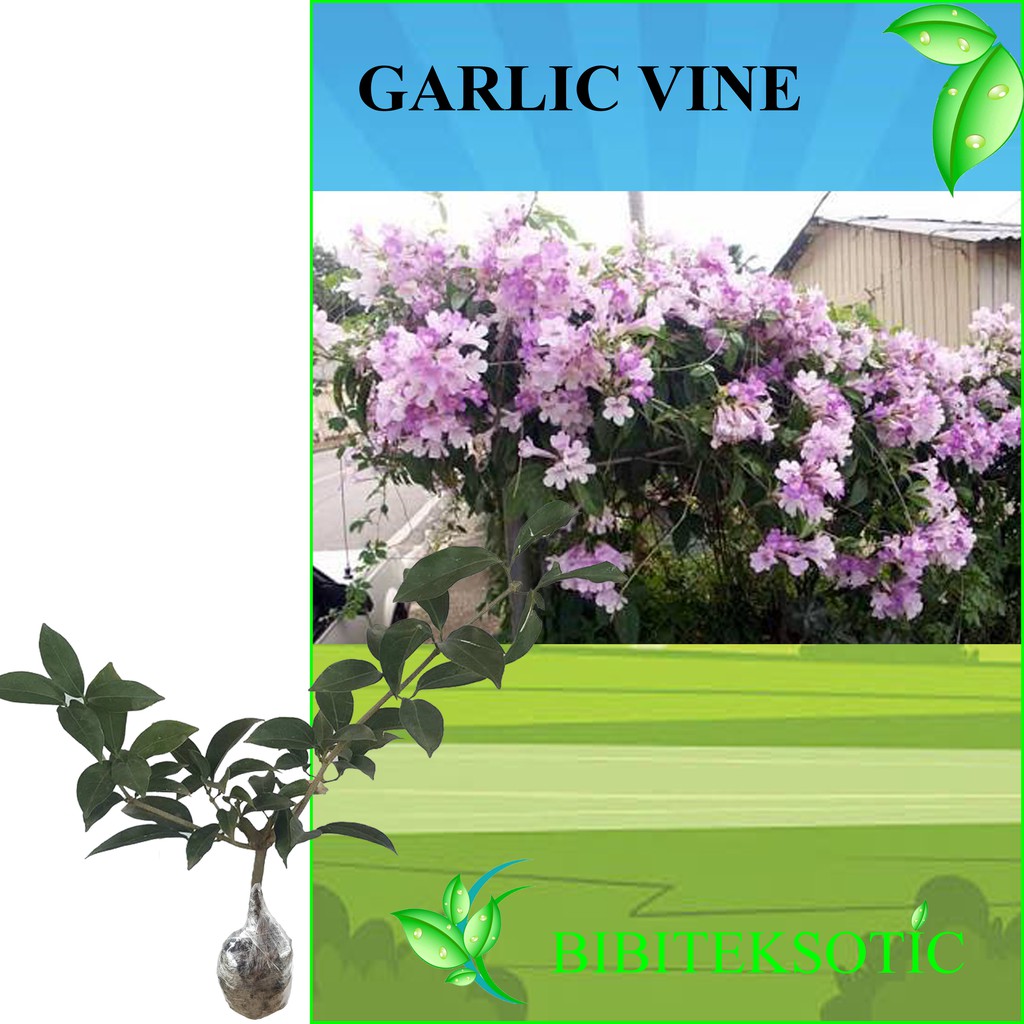 Jual Tanaman Bunga Garlic Vine (Tinggi 40-60 cm) | Shopee Indonesia
