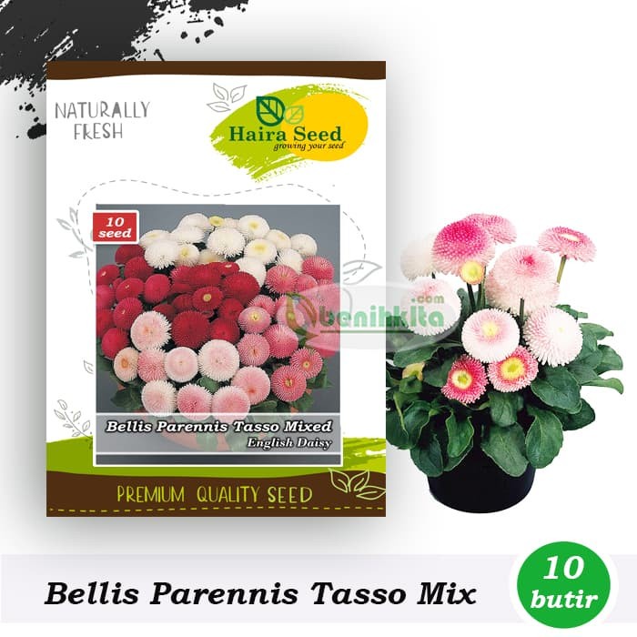 Jual Benih-Bibit Bunga English Daisy Bellis Tasso Mix (Haira Seed ...