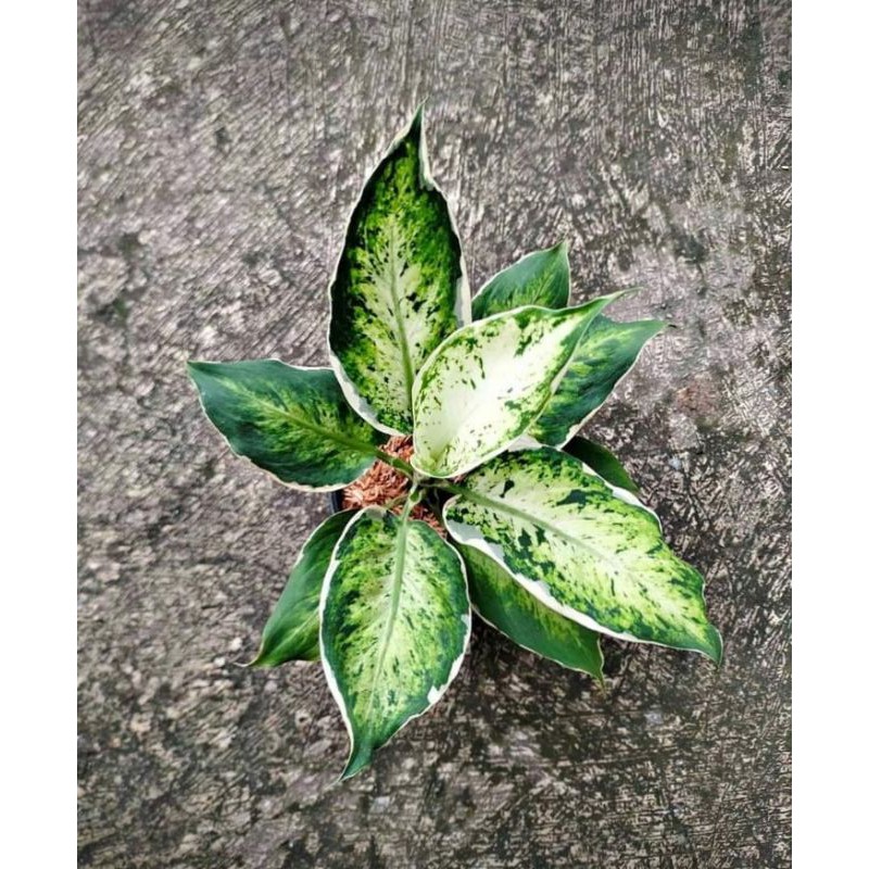 Jual DIVEN LUKISAN CINTA/SPRINGKEL | Shopee Indonesia