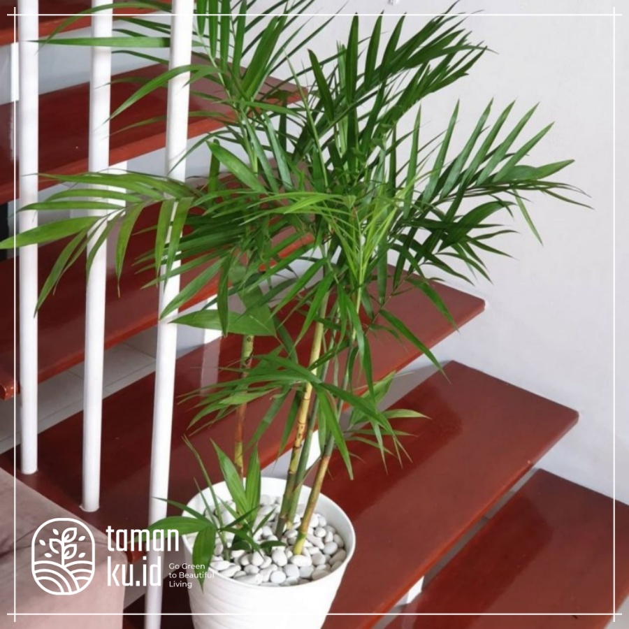 Jual Tanaman Hias Palm Komodoria Palem Bambu Tanaman Hias Indoor ...