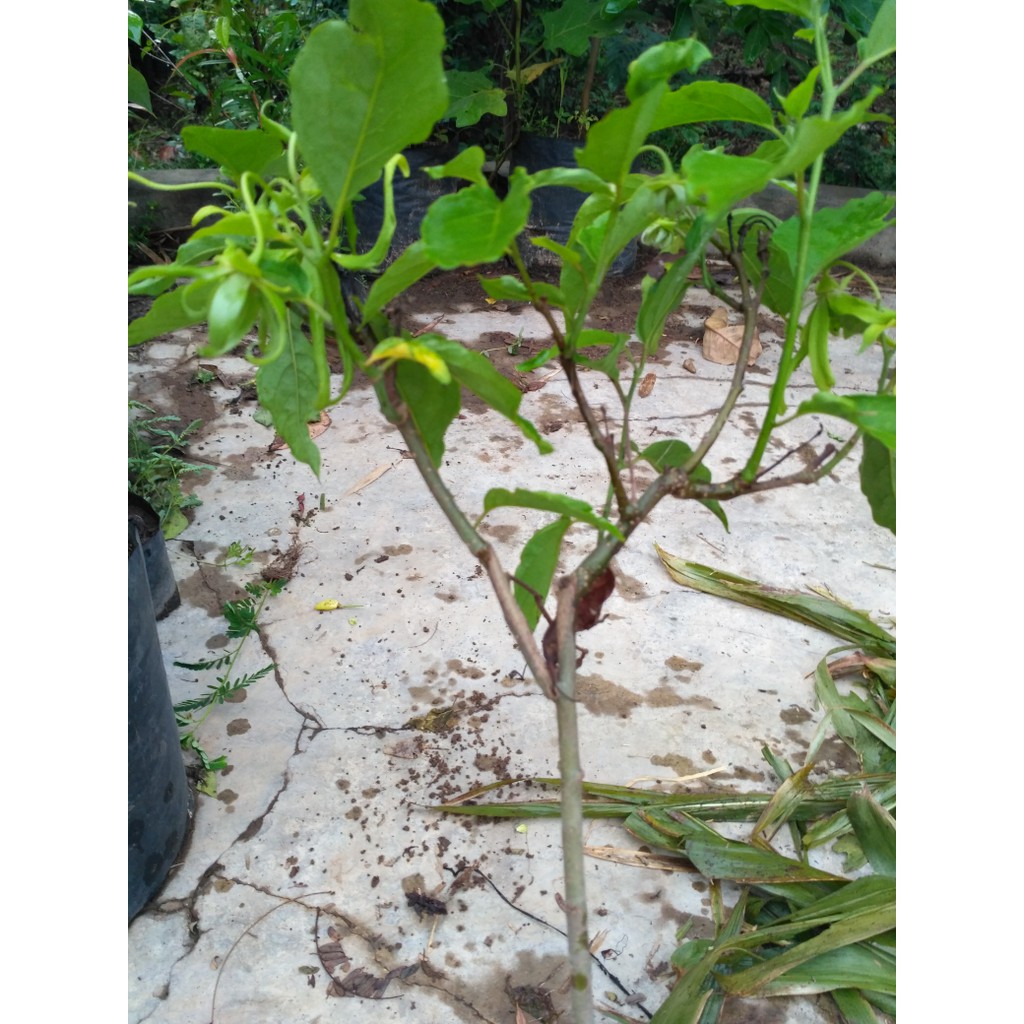 Jual bibit tanaman bunga kenanga super okulasi | Shopee Indonesia