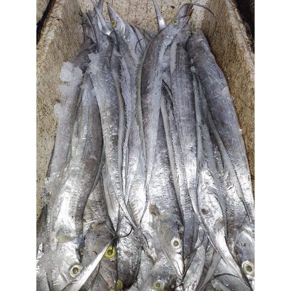 Jual Ikan Layur Segar | Shopee Indonesia Jual Ikan Layur Segar | Shopee Indonesia