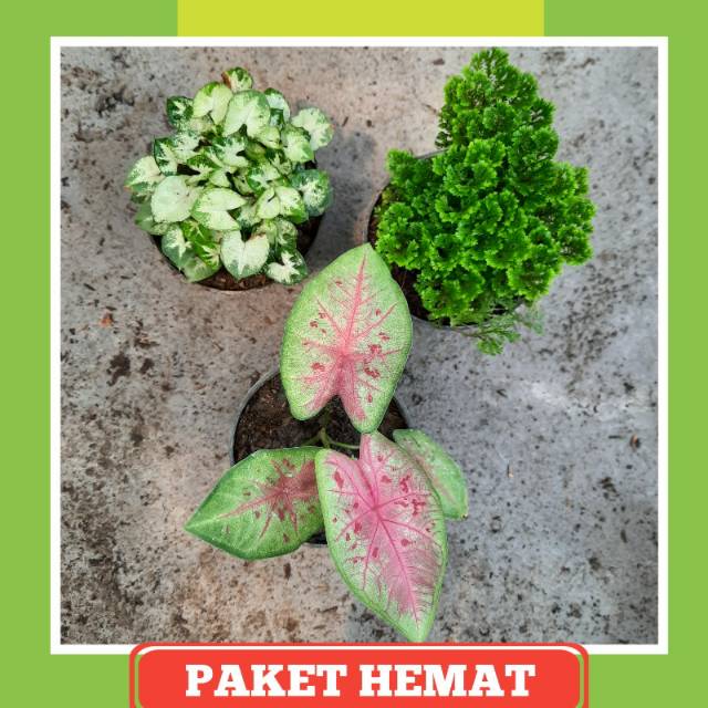 Jual Paket Hemat murah Bibit Caladium Spesial ( Caladium Sexy Pink ...